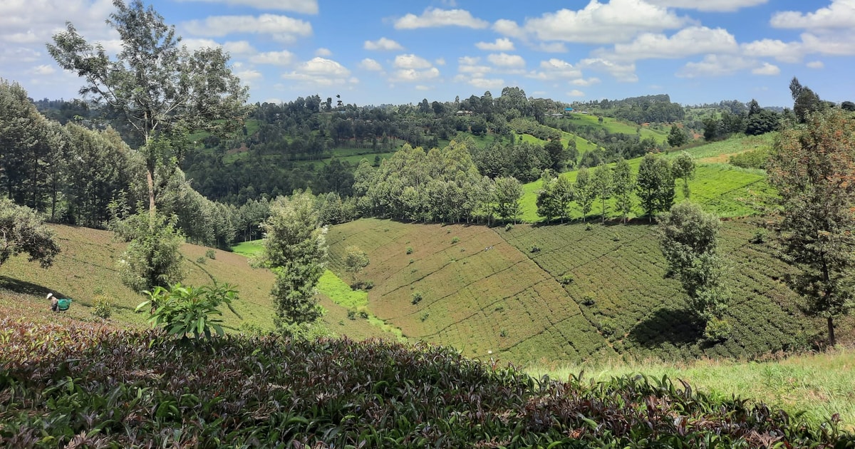 Nairobi: Tea Farm Day Trip with Lunch at kiambethu | GetYourGuide