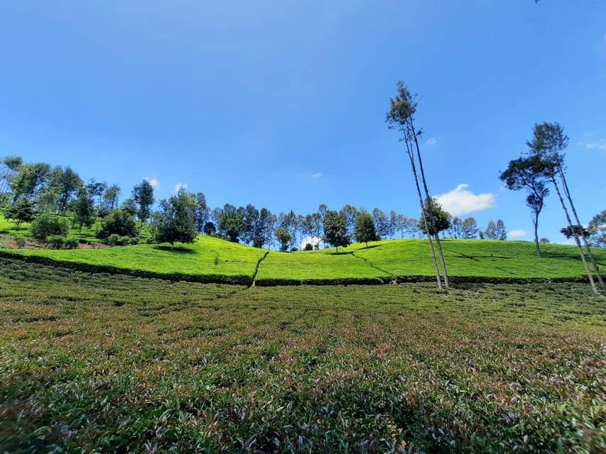 Nairobi: Tea Farm Day Trip with Lunch at kiambethu | GetYourGuide