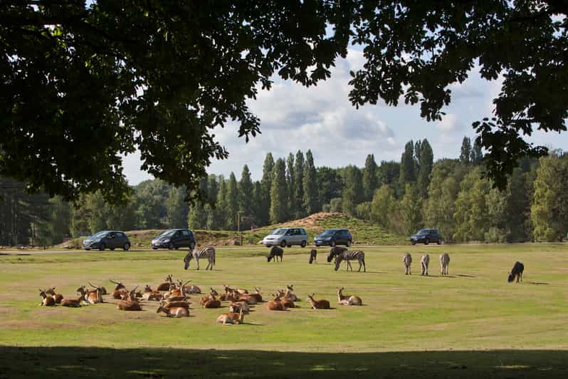 Thoiry: ZooSafari Entrance Ticket | GetYourGuide