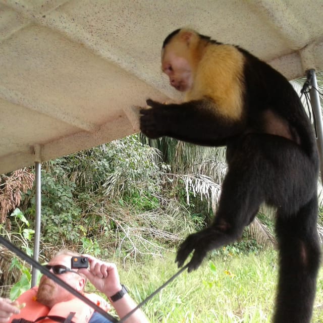 From Panama City: Monkey Island Boat Tour with Transfer | GetYourGuide