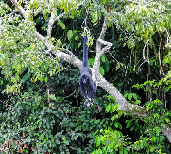 Fra Panama City: Monkey Island Boat Tour med overførsel | GetYourGuide