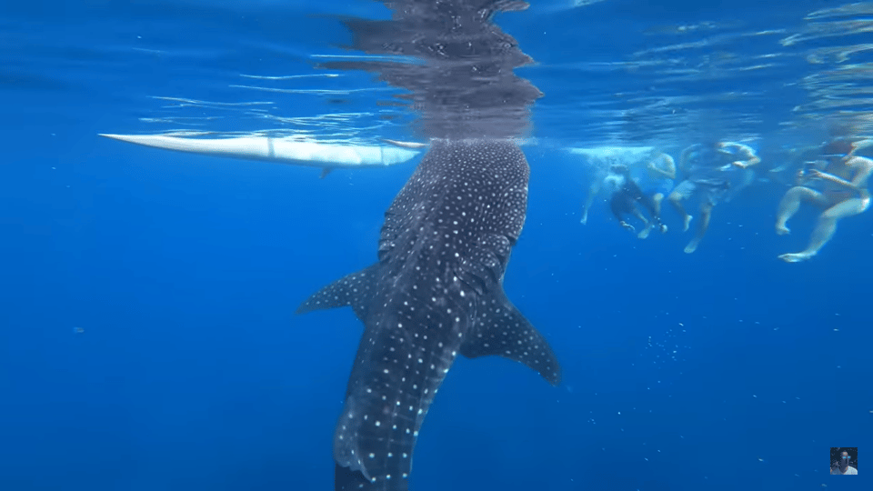 Cebu:Whale Shark Encounter &Moalboal Sardines &Turtle Thrill | GetYourGuide