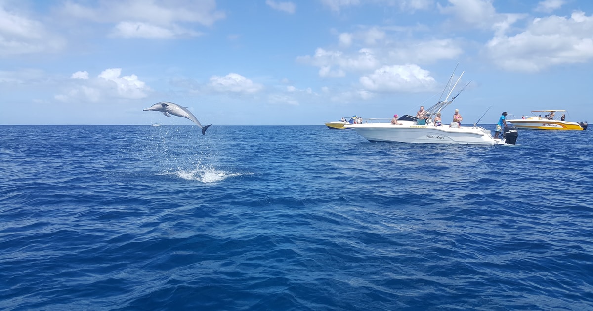 Maurice : nage en mer avec les dauphins et île aux Bénétiers | GetYourGuide