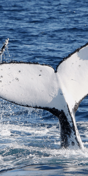 Guldkysten: Guidet tur med hvalsafari på en superyacht | GetYourGuide