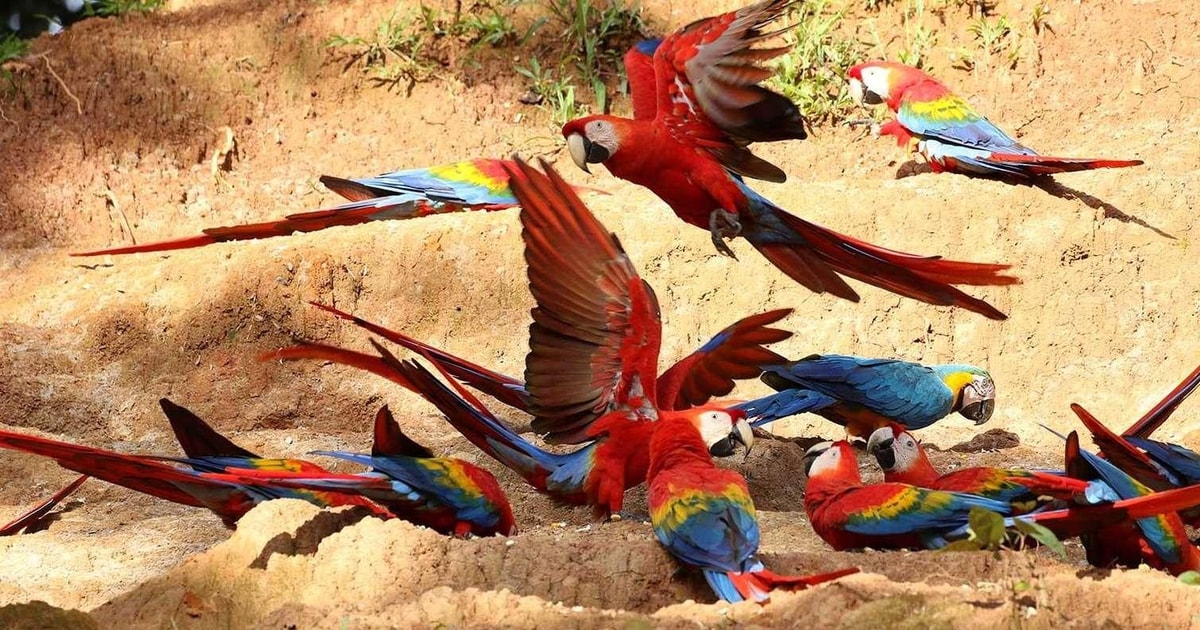 Parrot and Macaw Clay Lick Tour | GetYourGuide