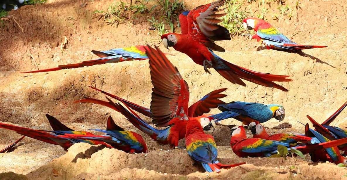 Passeio de papagaio e arara | GetYourGuide