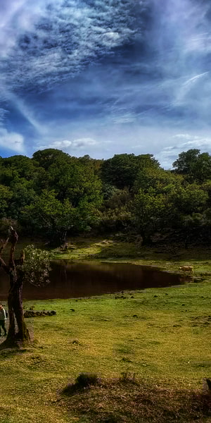 Madeira: Western Madeira Guided Trip & Fanal Mystic Forest | GetYourGuide