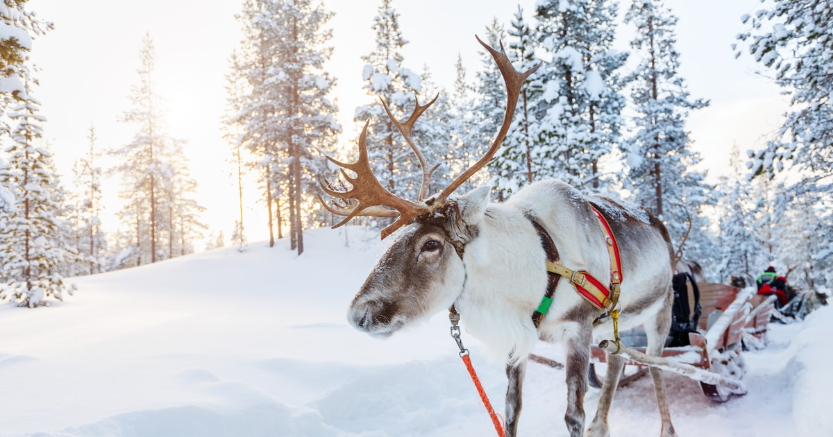 Levi: Reindeer Experience with Sled Ride | GetYourGuide