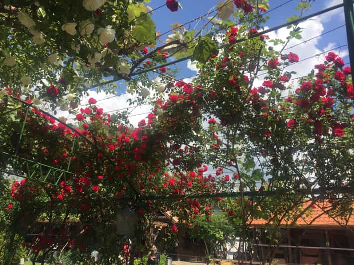 Sofia: Kazanlak & Damascena rose distillery Rose Tour | GetYourGuide