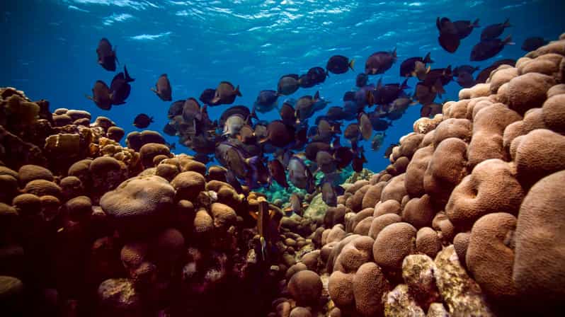 West Palm Beach: Snorkel and SeaBob Underwater Reef Tour | GetYourGuide