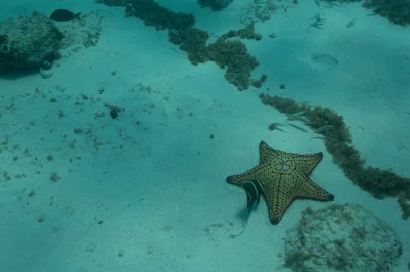 West Palm Beach: Snorkel and SeaBob Underwater Reef Tour | GetYourGuide