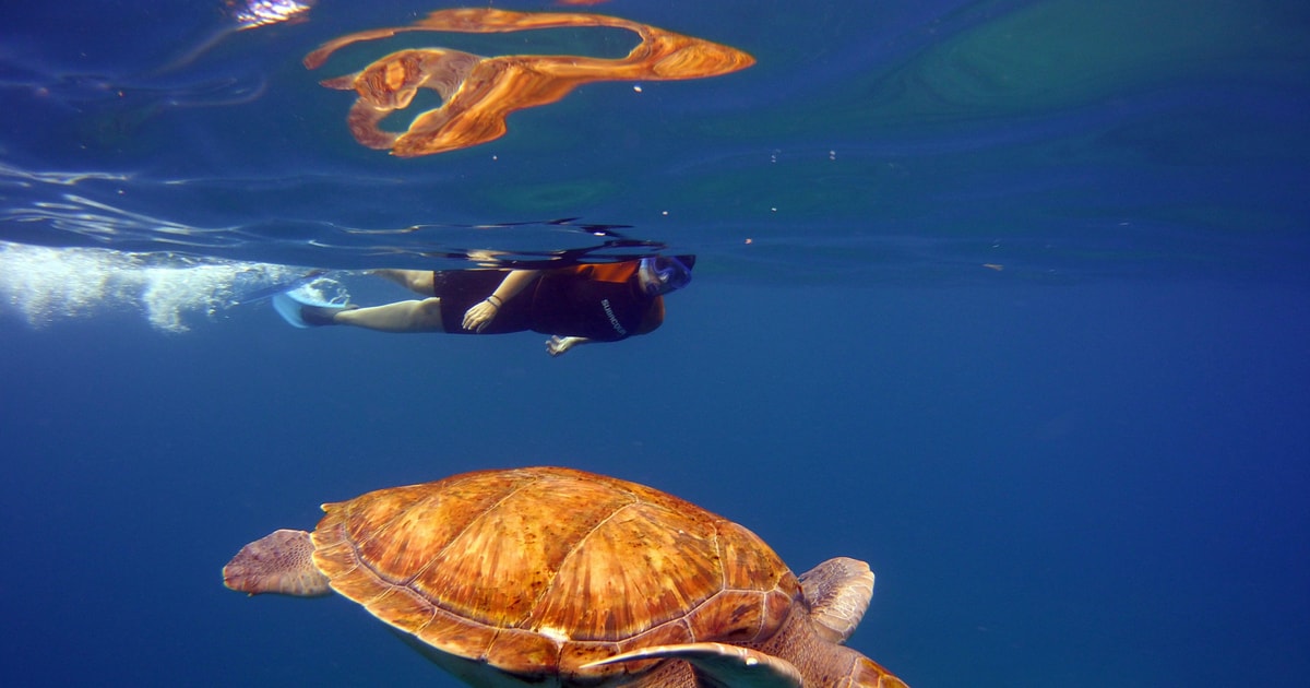 Abades: Paddle Surf and Snorkel with Turtles in a Volcanic Reef ...