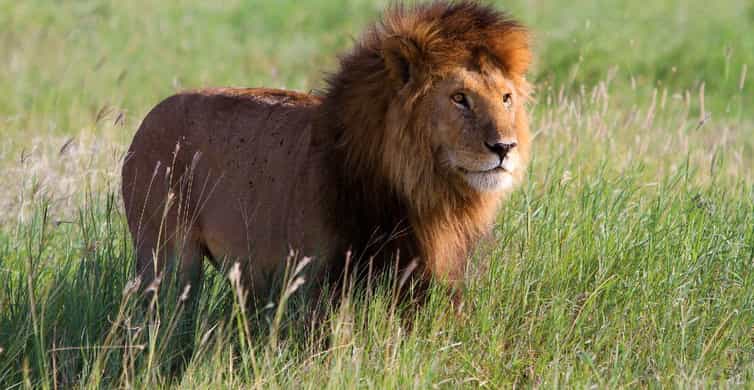 3 Days 2 Nights Maasai Mara Group Joining | GetYourGuide