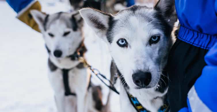 Lapland: Husky Carriage Ride Under the Northern Lights | GetYourGuide