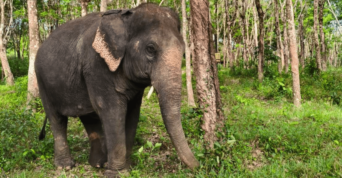 Phuket : Village d'éléphants de la tribu des collines : apprentissage ...