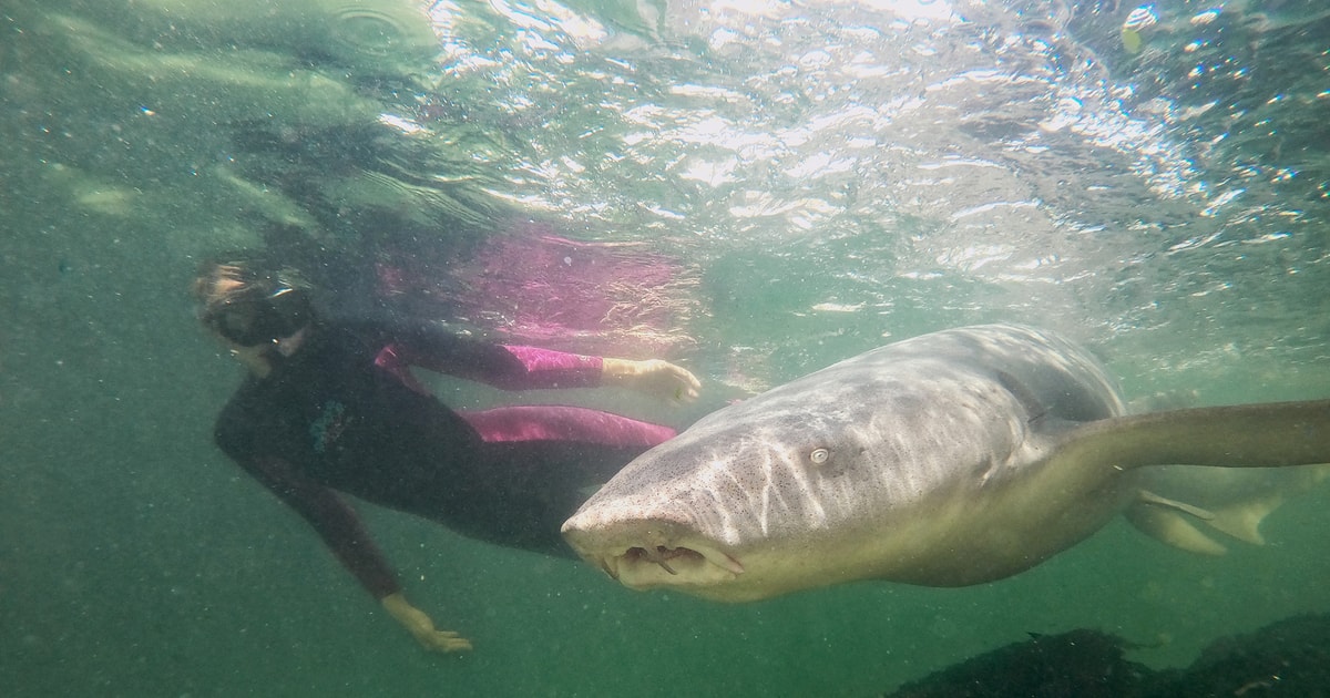 Anna Baai: Irukandji Toegangspas met Snorkel Rifhaai | GetYourGuide