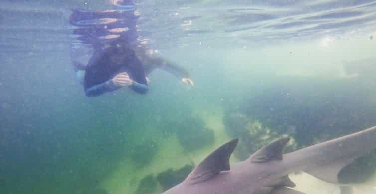 Anna Bay: Irukandji Entry Pass with Reef Shark Snorkel | GetYourGuide