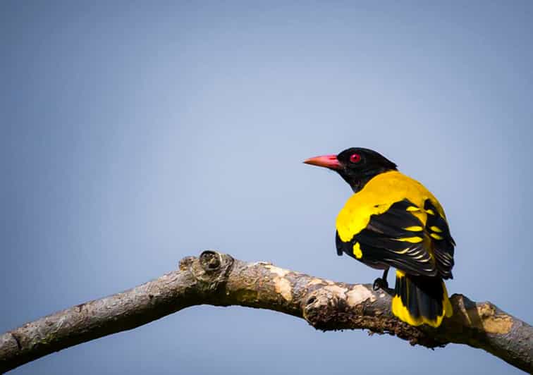 From Colombo/Negombo: Muthurajawela Bird Watching Day Trip | GetYourGuide