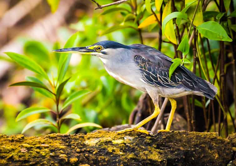 From Colombo/Negombo: Muthurajawela Bird Watching Day Trip | GetYourGuide