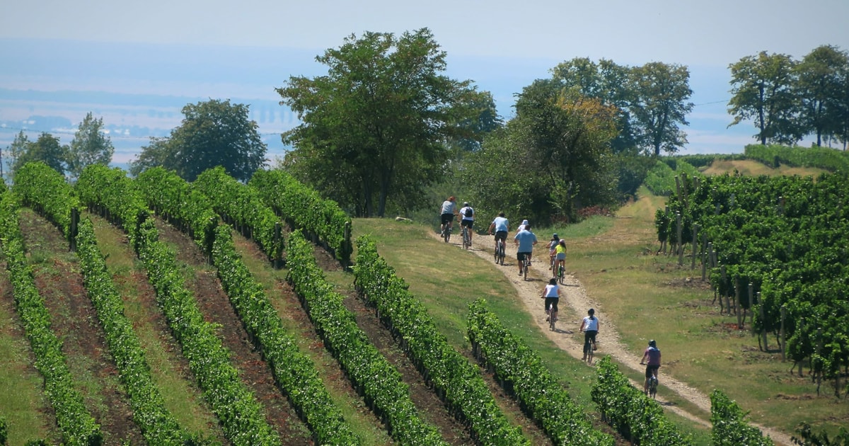 One Day Wine Route by Bike | GetYourGuide