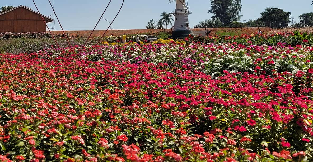 São Paulo: Holambra Colorful Flower Farm Guided Day Trip | GetYourGuide