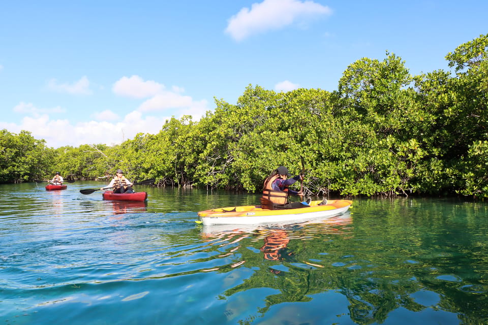 Cancun: Morning Kayak Adventure | GetYourGuide