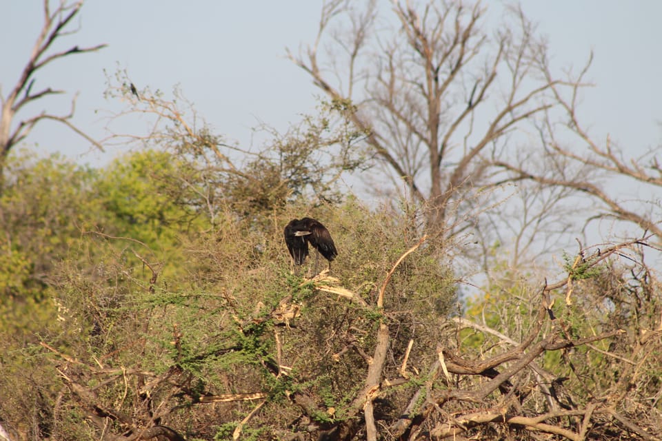 From Maun: 3-Day Moremi Game Reserve Safari Tour | GetYourGuide