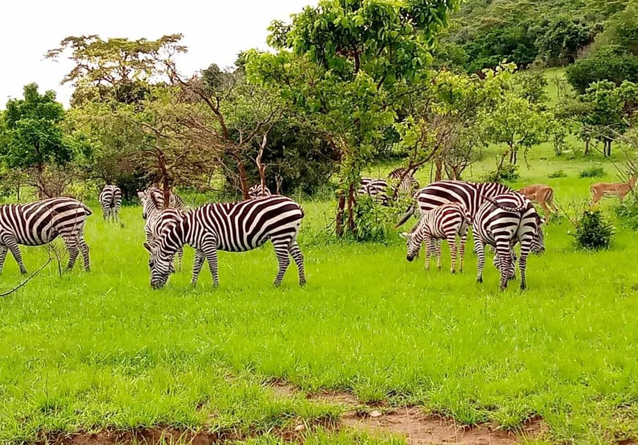 Rwanda: 7-Day Gorillas, Chimps, Big 5, and Big Cats Tour | GetYourGuide