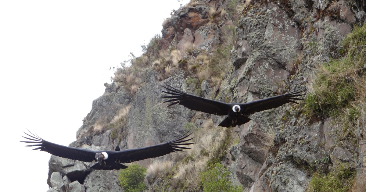 From Quito: Antisana and Condor Watching Guided Day Trip | GetYourGuide