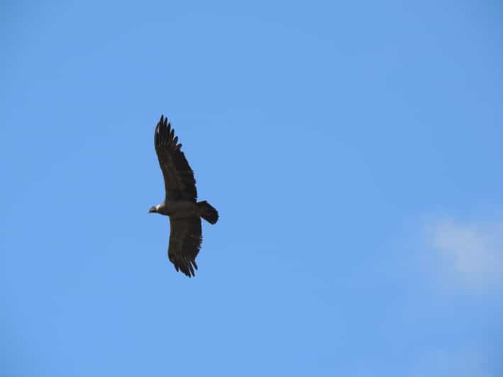 From Quito: Antisana and Condor Watching Guided Day Trip | GetYourGuide