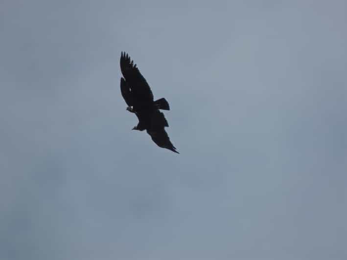 From Quito: Antisana and Condor Watching Guided Day Trip | GetYourGuide