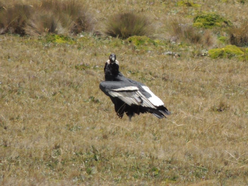 From Quito: Antisana and Condor Watching Guided Day Trip | GetYourGuide