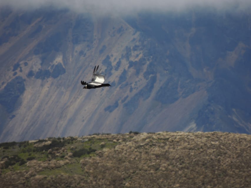 From Quito: Antisana and Condor Watching Guided Day Trip | GetYourGuide