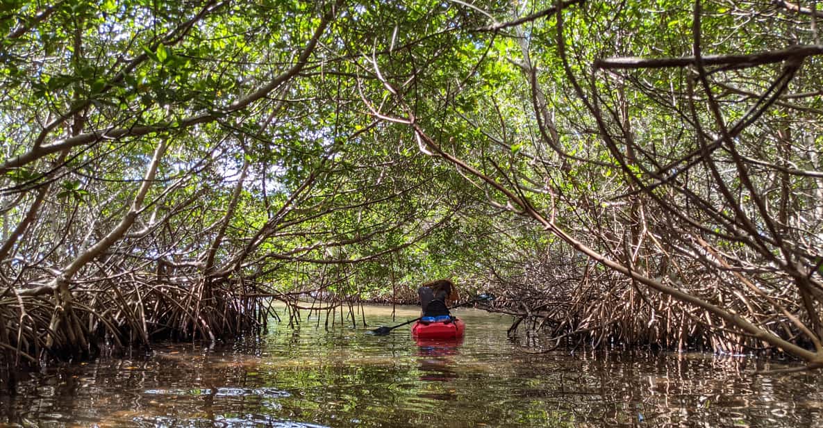 Tarpon Springs: Guided Anclote River Kayaking Tour | GetYourGuide