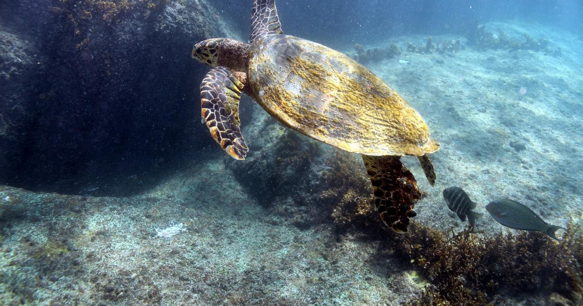 Praslin - Curieuse St Pierre Anse Georgette Private Trip | GetYourGuide