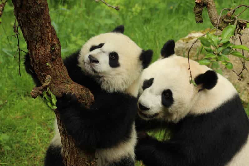 Rhenen: Ouwehands Zoo Entry Ticket | GetYourGuide