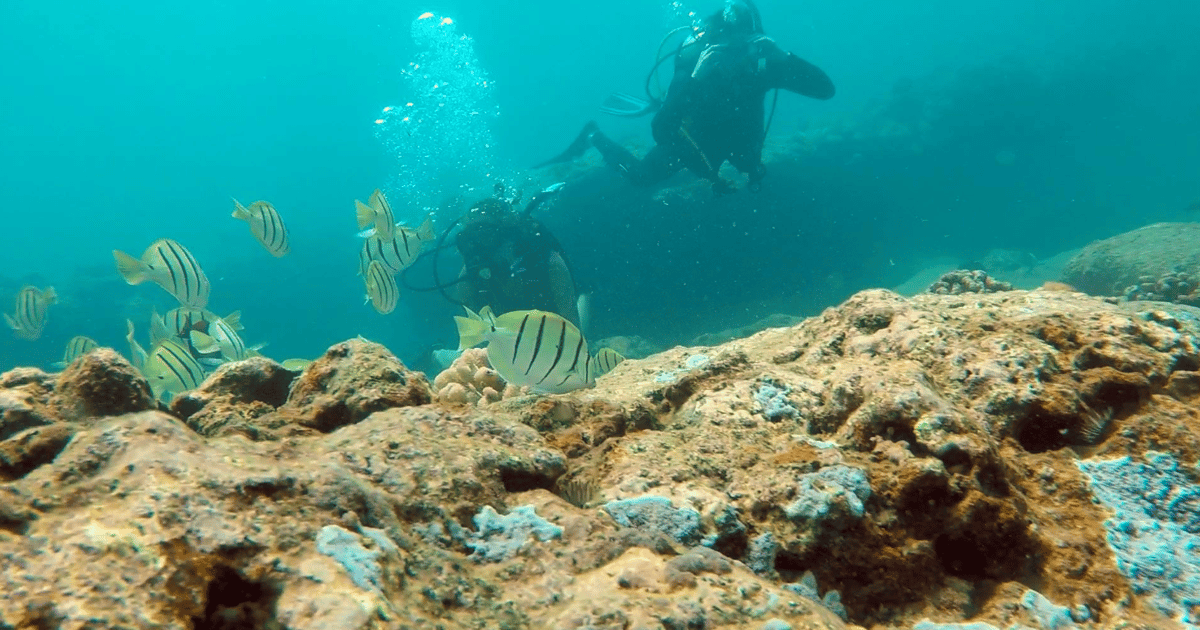 Panama City Beach: Beginner Scuba Diving Experience | GetYourGuide
