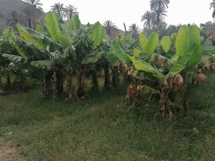 Van Agadir: Tour Secret Paradise en Timlalin Dunes | GetYourGuide