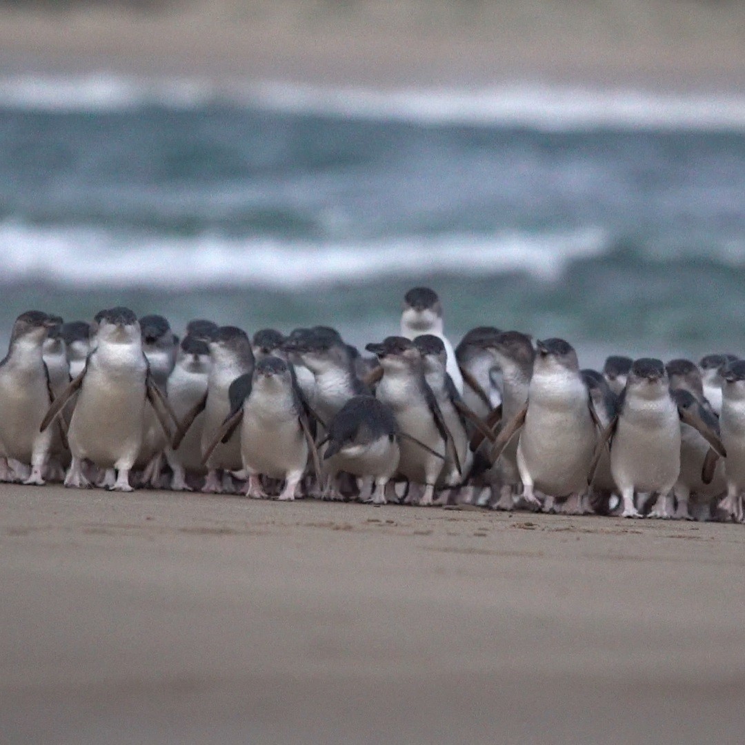 Phillip Island: Penguins and Wildlife Full-Day Tour | GetYourGuide