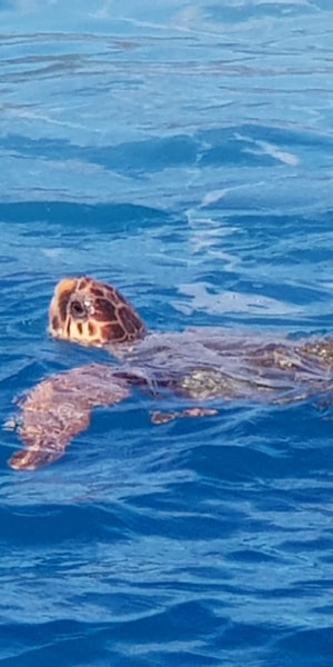 Zakynthos: Turtle Spotting Cruise on a Glass-Bottom Boat | GetYourGuide
