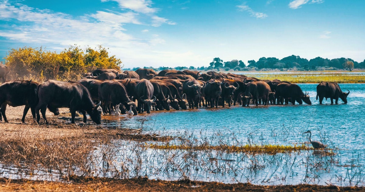 Lac Manyara, cratère du Ngorongoro et parc national du Serengeti ...