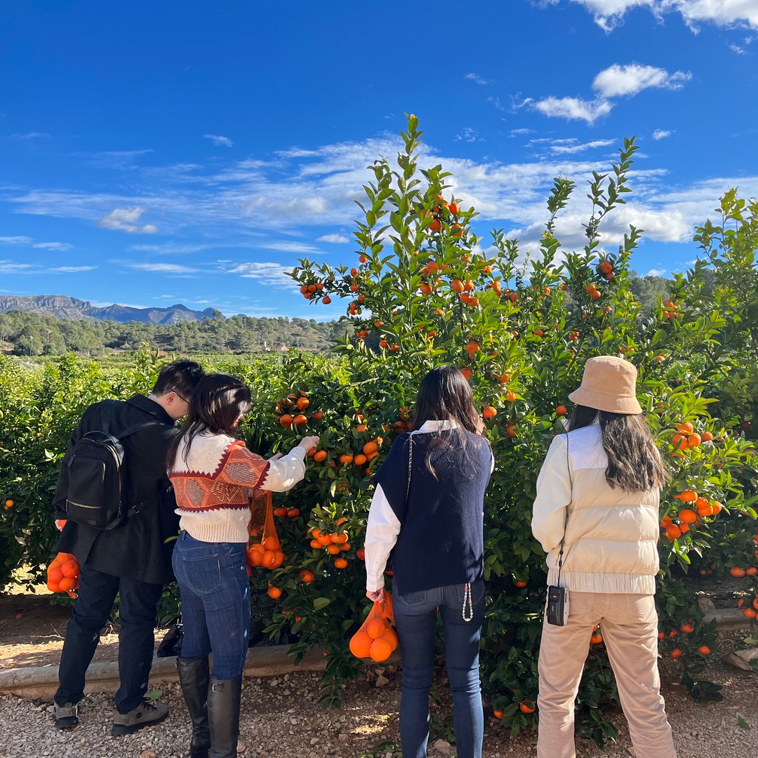 Valencia: Orange Farm and Orchard Trip with Tastings | GetYourGuide