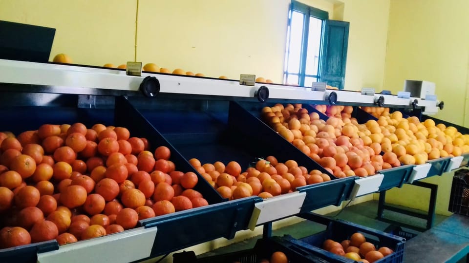 Valencia: Orange Farm and Orchard Trip with Tastings | GetYourGuide