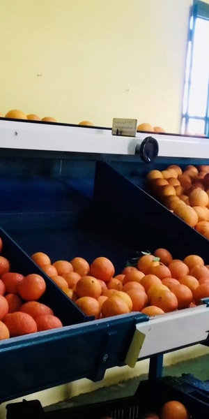 Valencia: Orange Farm and Orchard Trip with Tastings | GetYourGuide