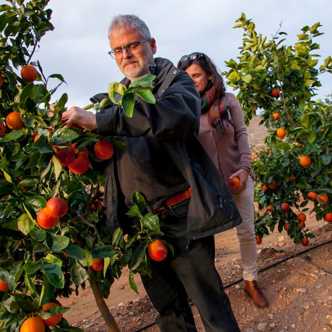 Valencia: Orange Farm and Orchard Trip with Tastings | GetYourGuide