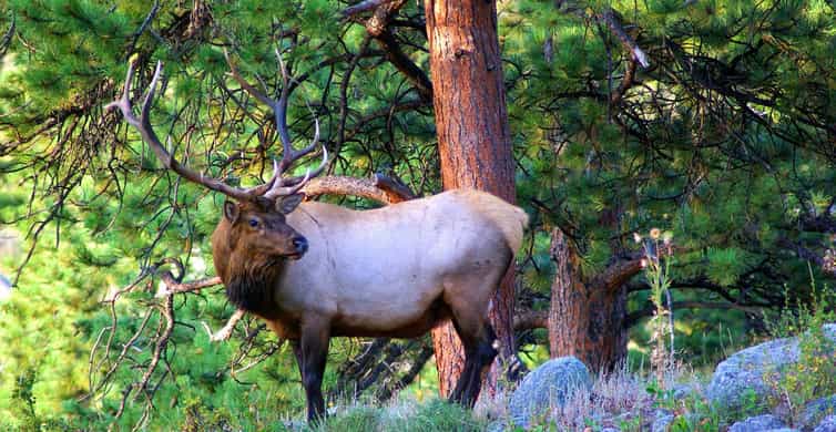 Desde Denver: Excursión guiada en el Parque Nacional de las Montañas ...