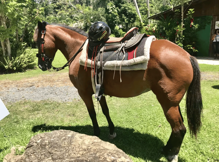 Carabalí Rainforest Park: Rainforest Horseback Riding Tour | GetYourGuide