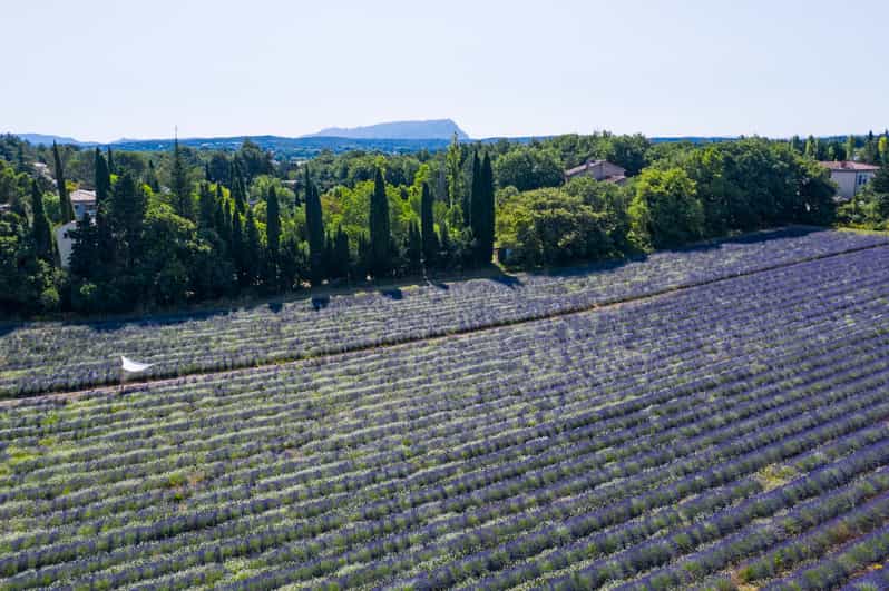 Aix En Provence Lavender Fields Visit Getyourguide