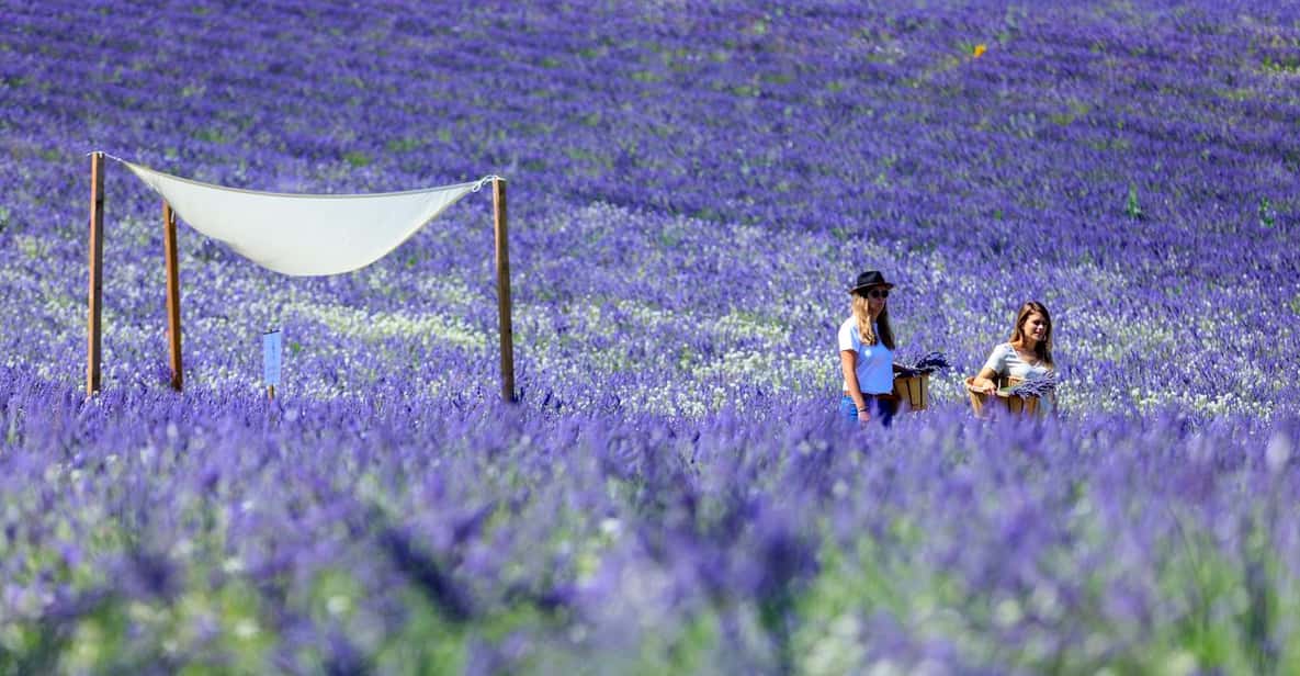 Aix-en-Provence: Visita a los Campos de Lavanda | GetYourGuide