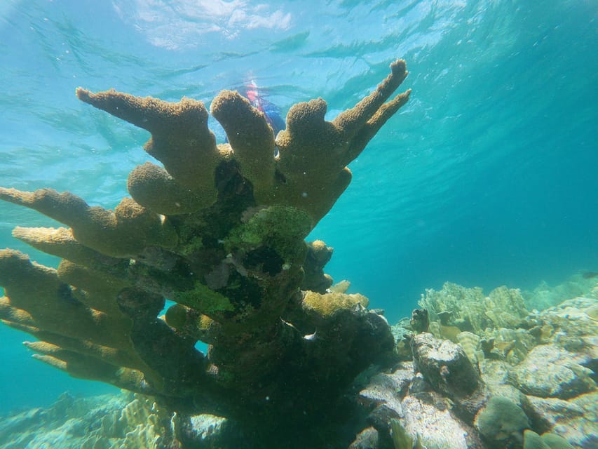 Oranjestad: Mangel Halto and Baby Beach Snorkeling Tour | GetYourGuide